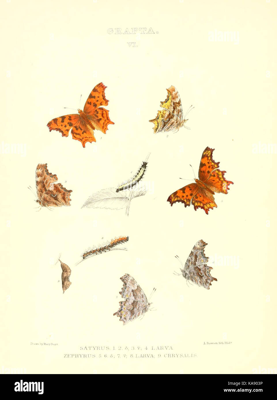 Synopsis of North American butterflies (GRAPTA VI) BHL9670017 Stock ...