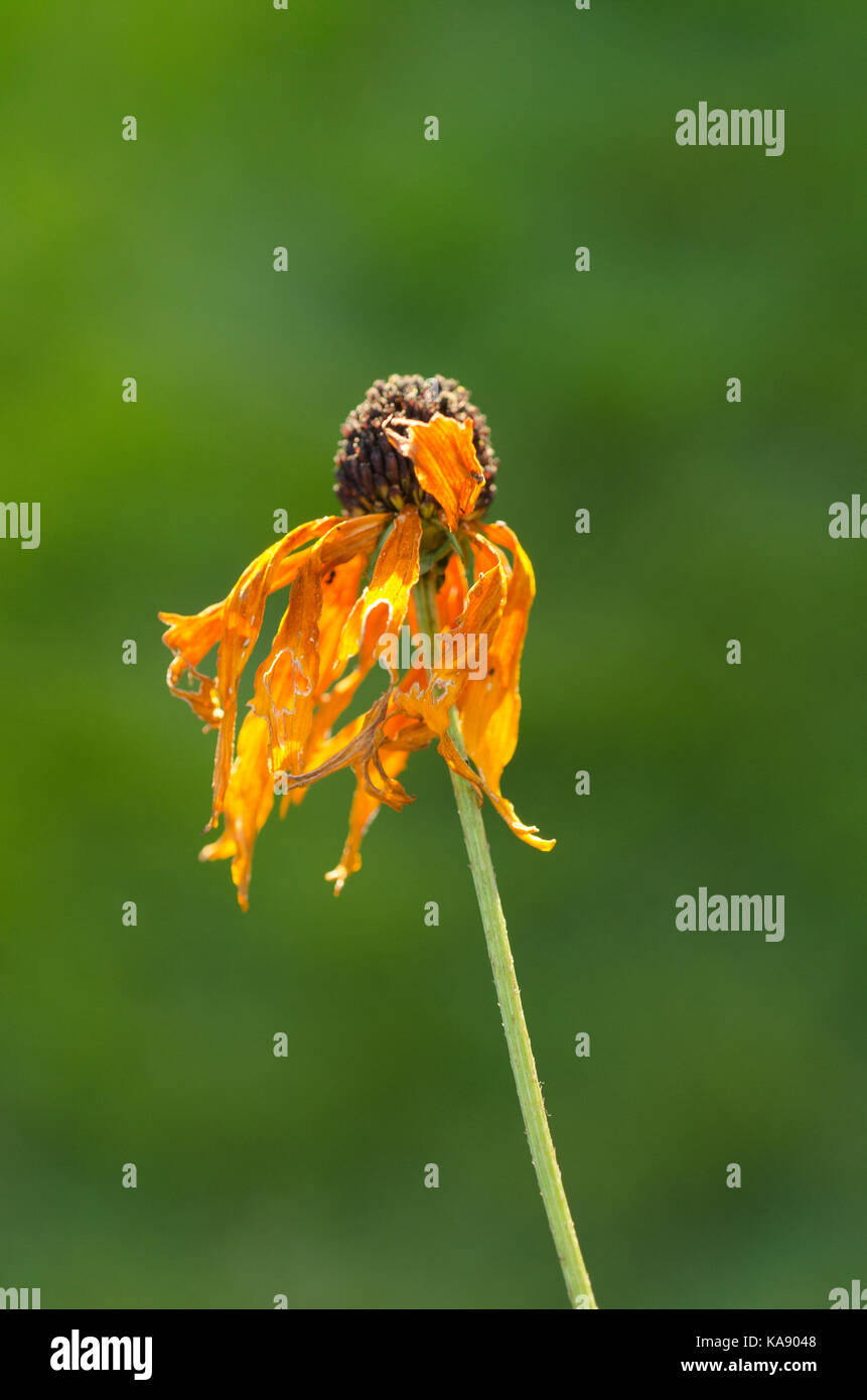 Weather beaten black eyed Susan Stock Photo - Alamy
