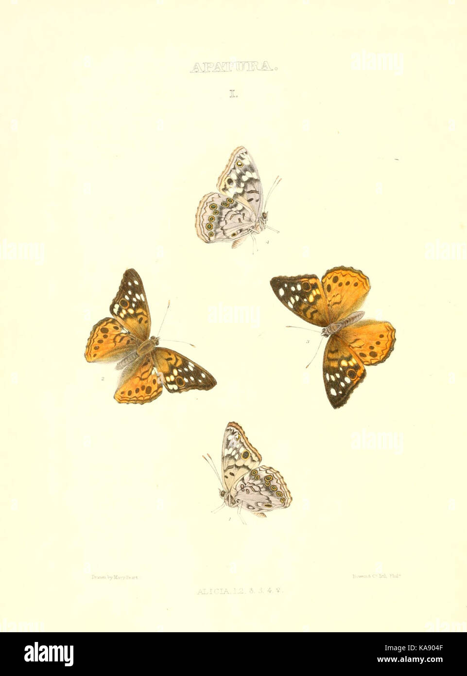 Synopsis of North American butterflies (APATURA I) BHL9670041 Stock ...