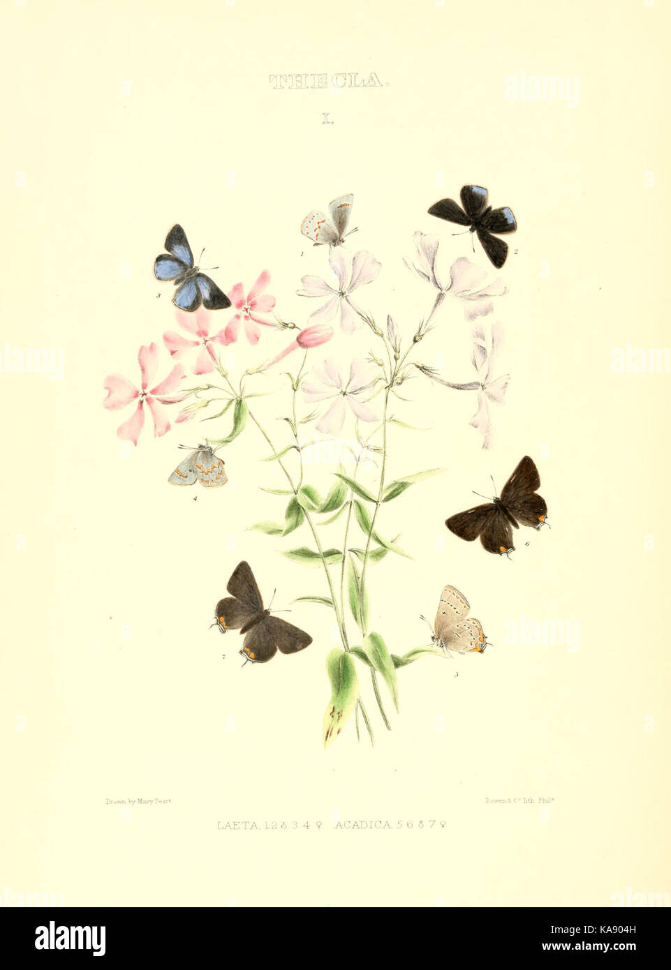 Synopsis of North American butterflies (THECLA I) BHL9670051 Stock ...