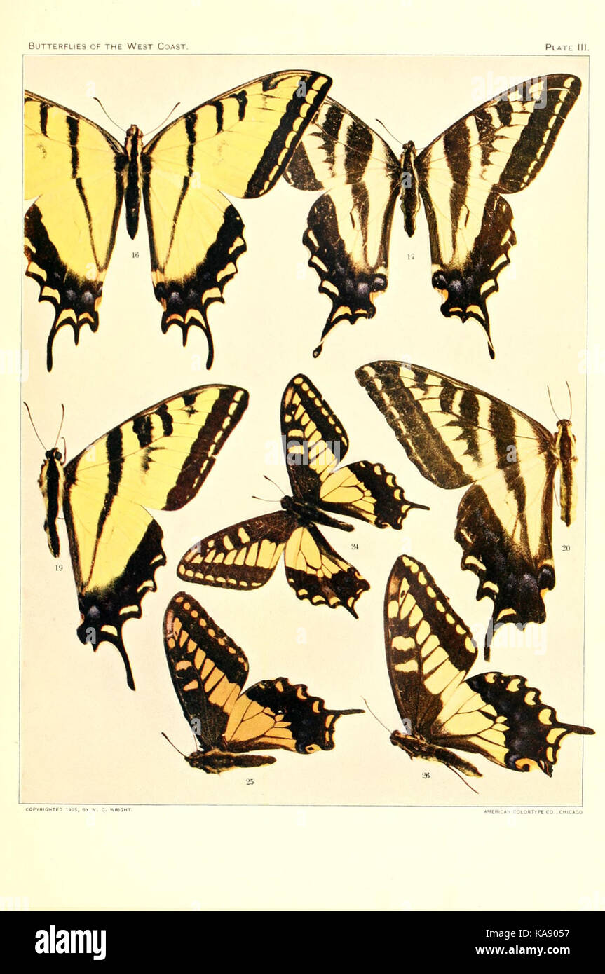 This plate from 'The Butterflies of the West Coast of the United States ...