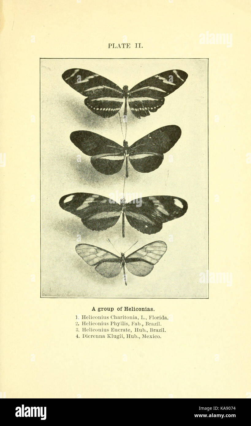 The butterflies of the eastern United States BHL9819969 Stock Photo - Alamy