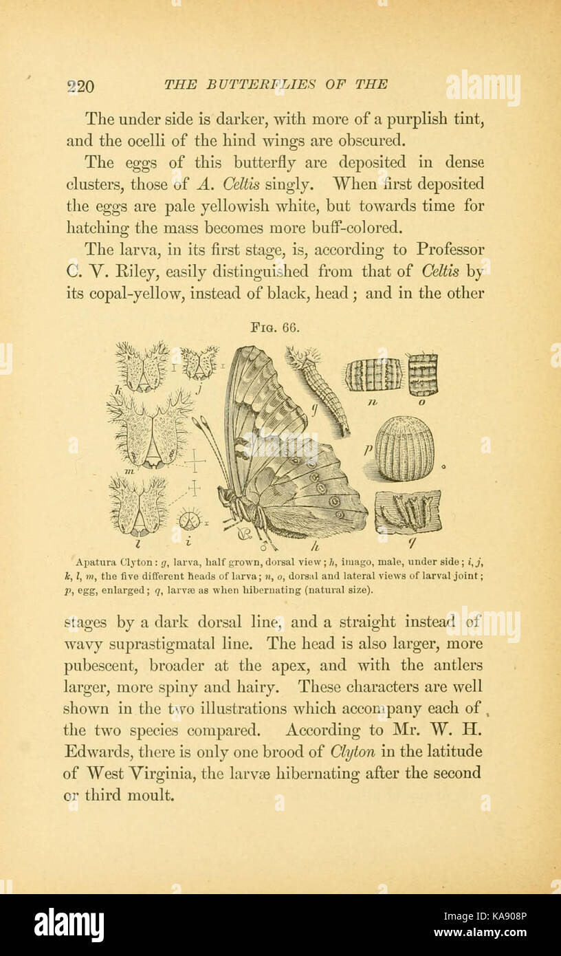 The butterflies of the eastern United States (Page 220) BHL9818576 ...