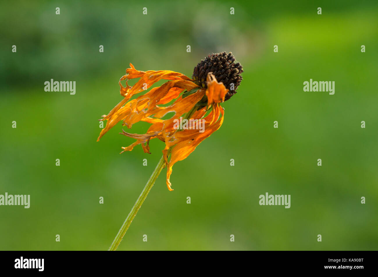 Weather beaten black eyed Susan Stock Photo - Alamy