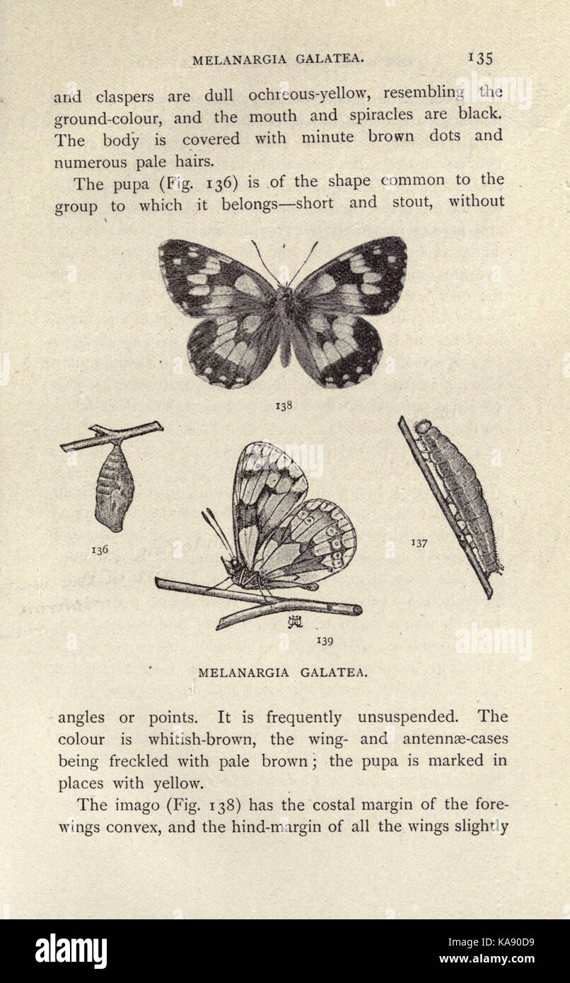 Detailed study of various butterfly species hi-res stock photography ...