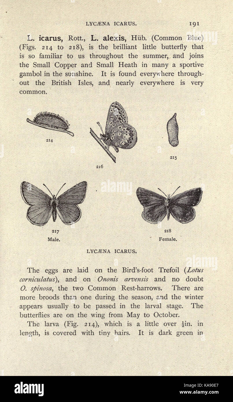The book of British butterflies (Page 191) BHL17019718 Stock Photo - Alamy