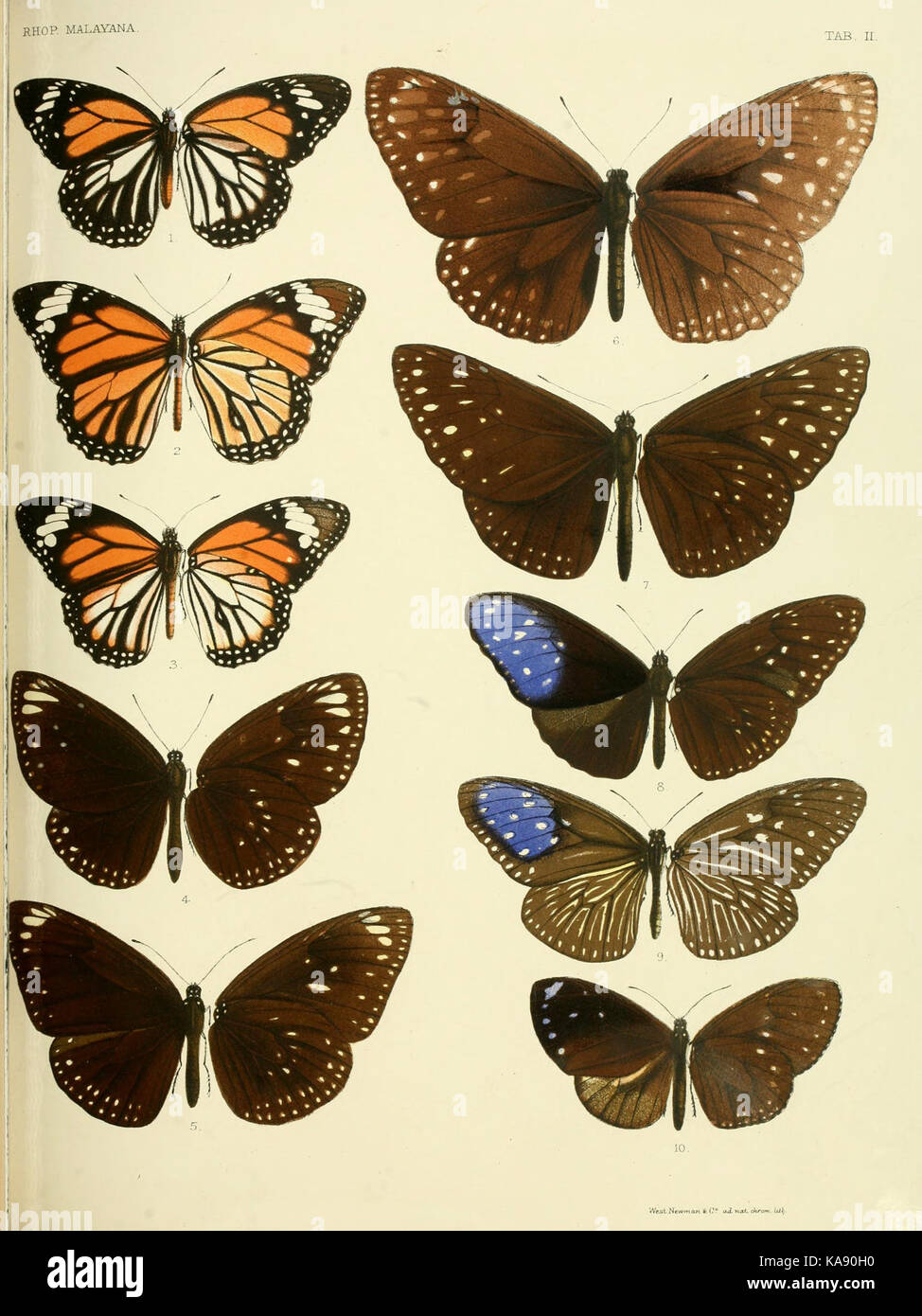 Malayana hi-res stock photography and images - Alamy