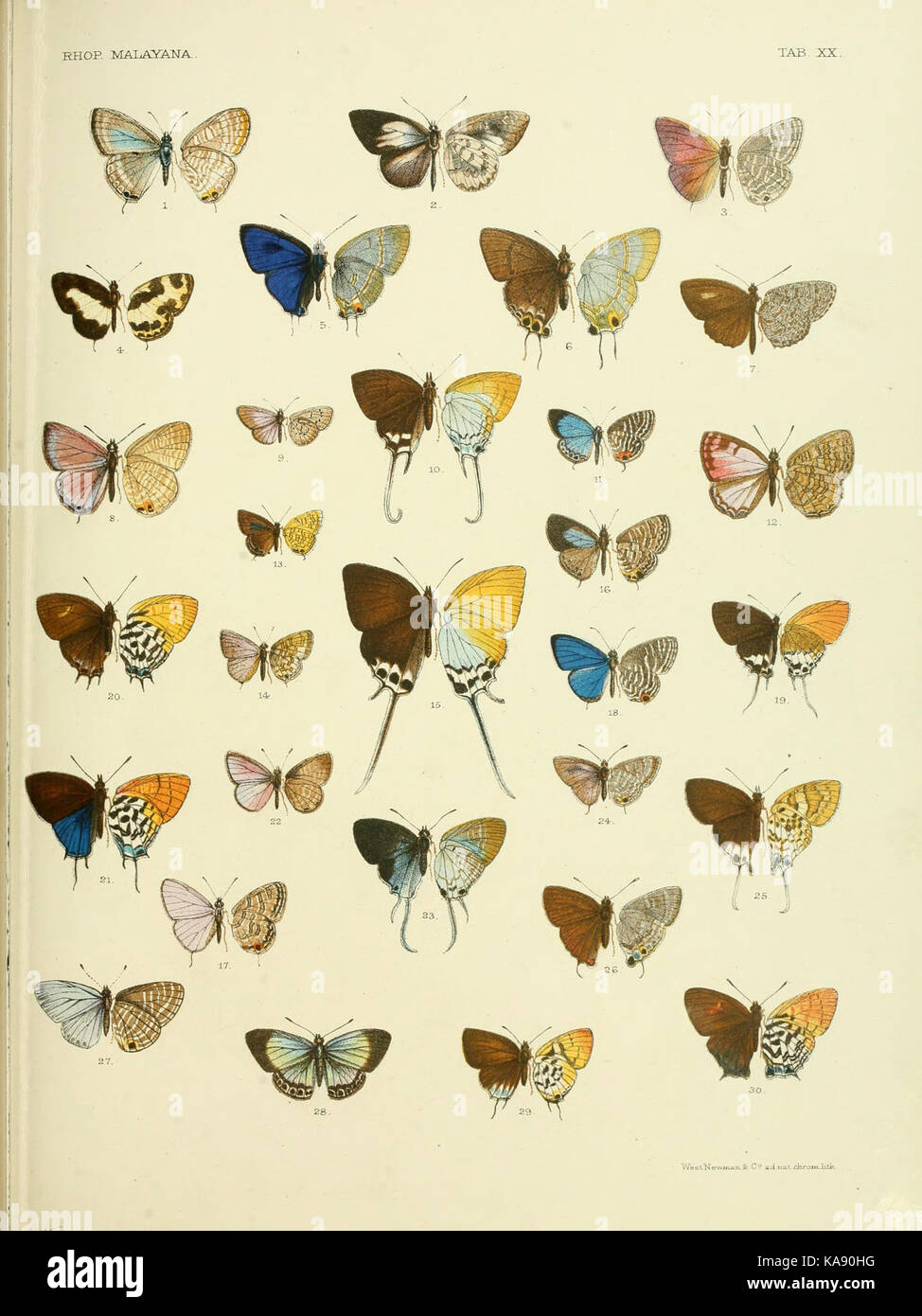 Malayana High Resolution Stock Photography and Images - Alamy