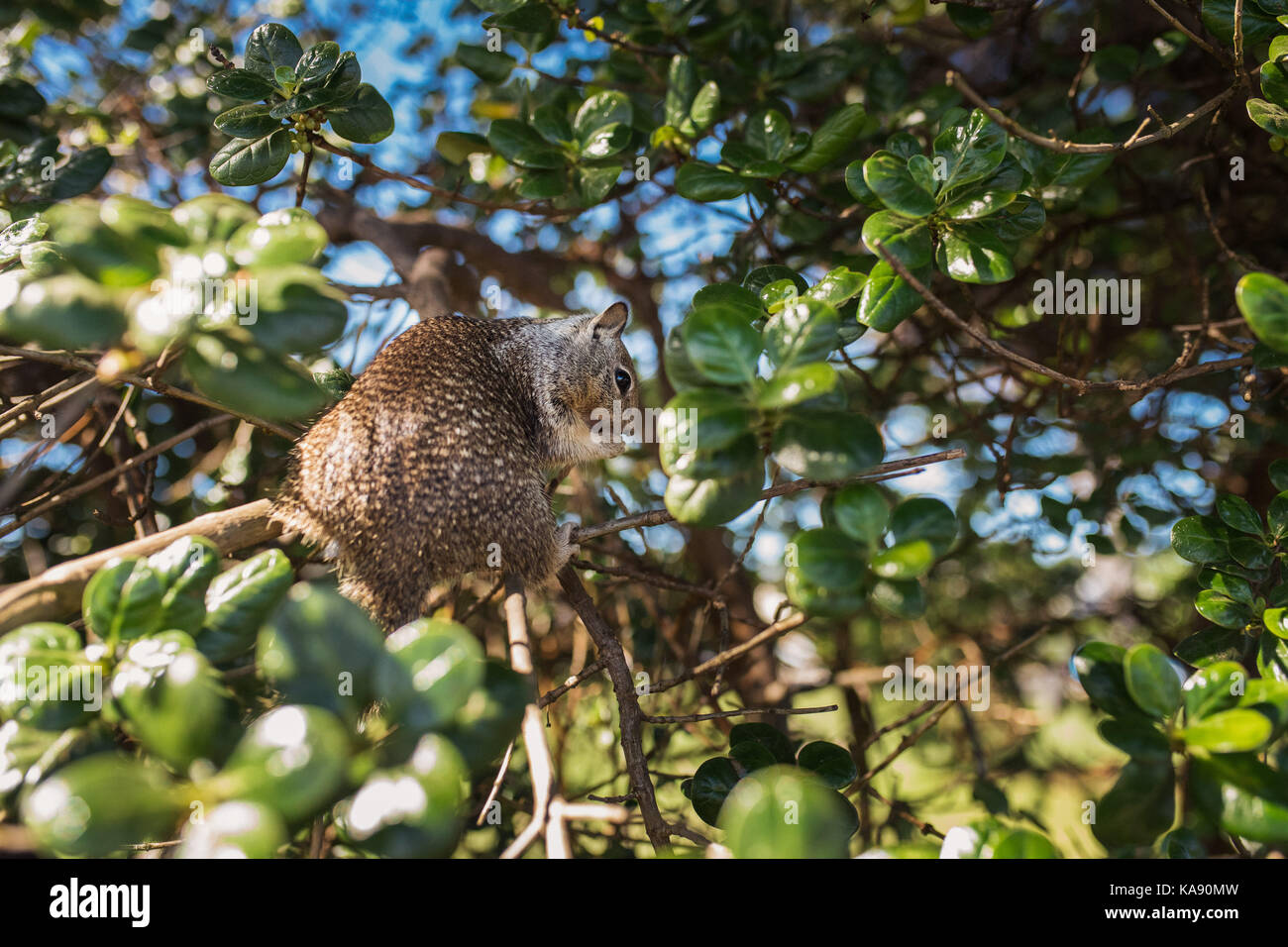 A California ground squirrel in a tree in Pacific Grove, California ...