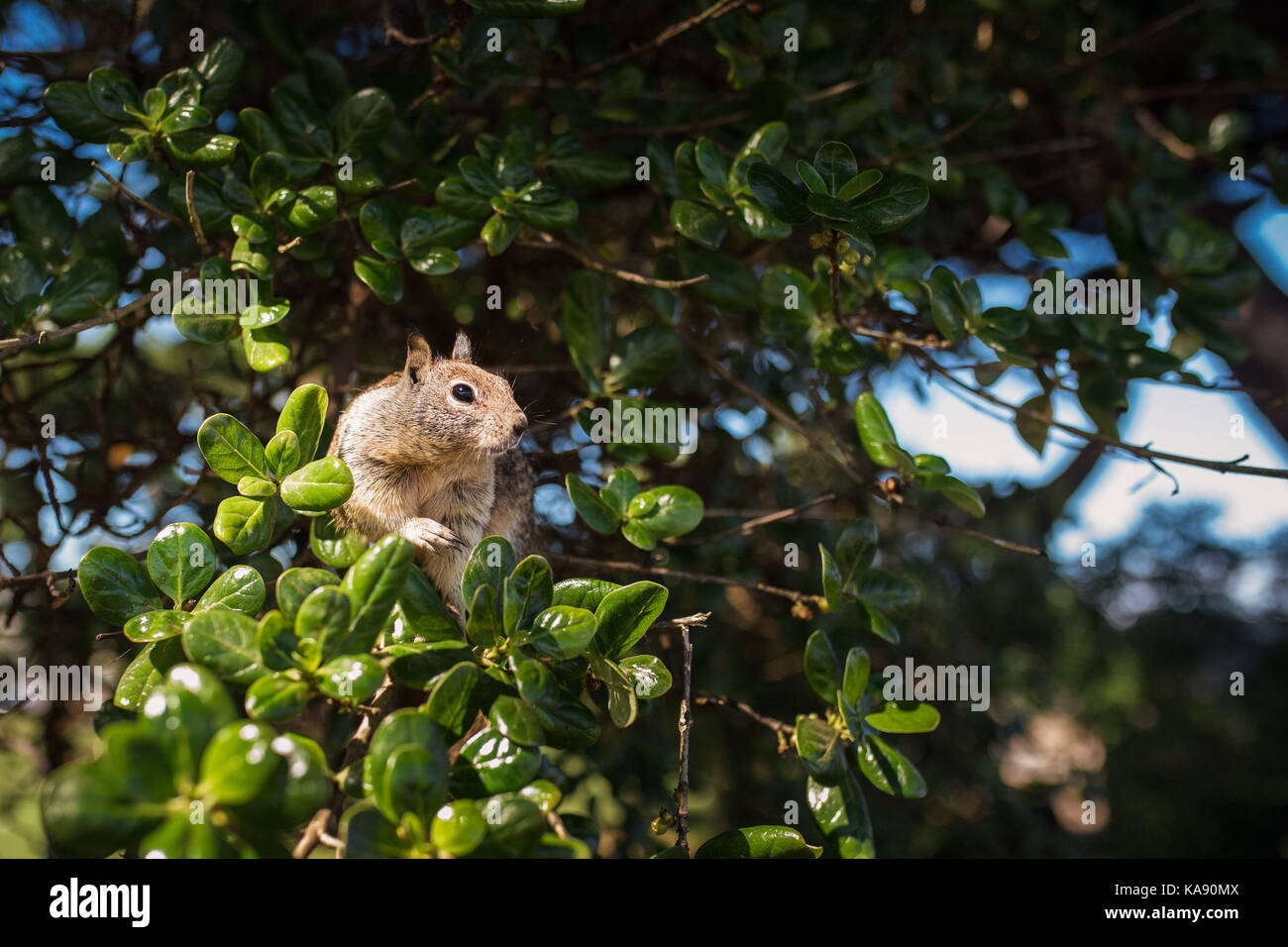 A California ground squirrel in a tree in Pacific Grove, California ...