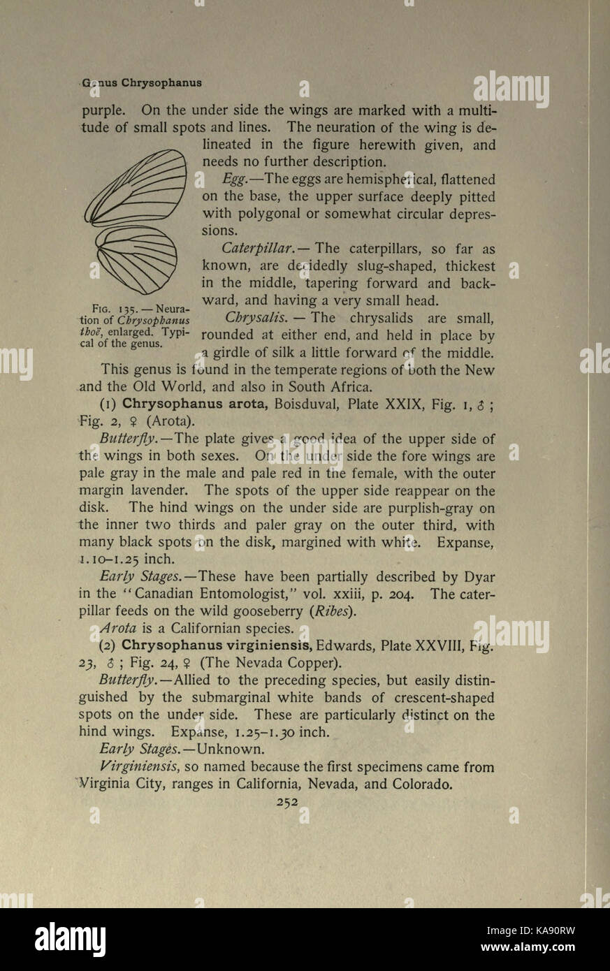 The butterfly book (Page 252) BHL21686208 Stock Photo - Alamy