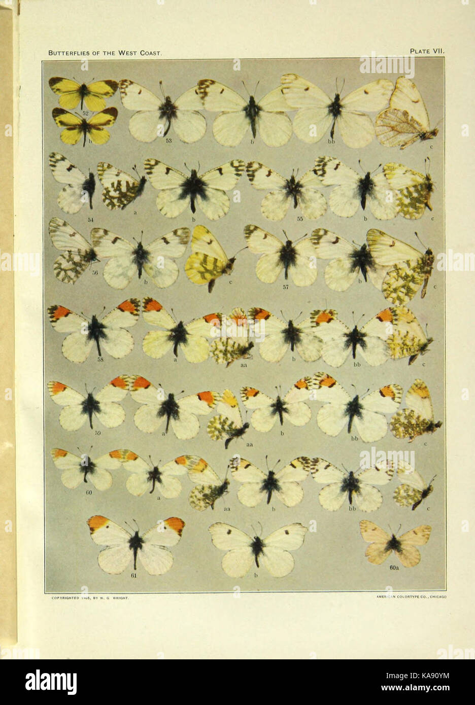 The butterflies of the west coast of the United States (Page Plate VII ...