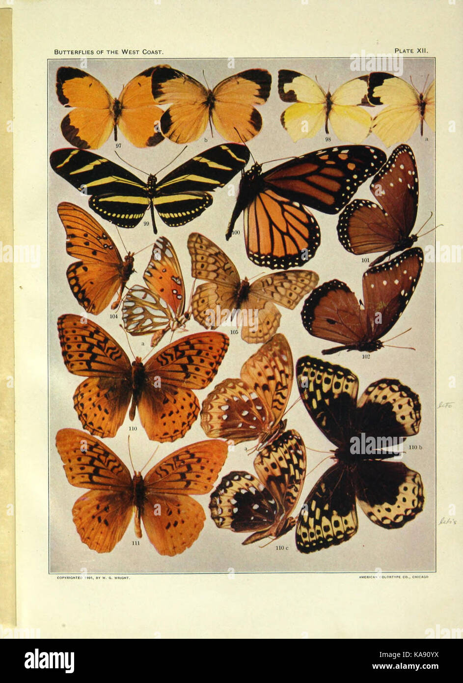 The butterflies of the west coast of the United States (Page Plate XII ...