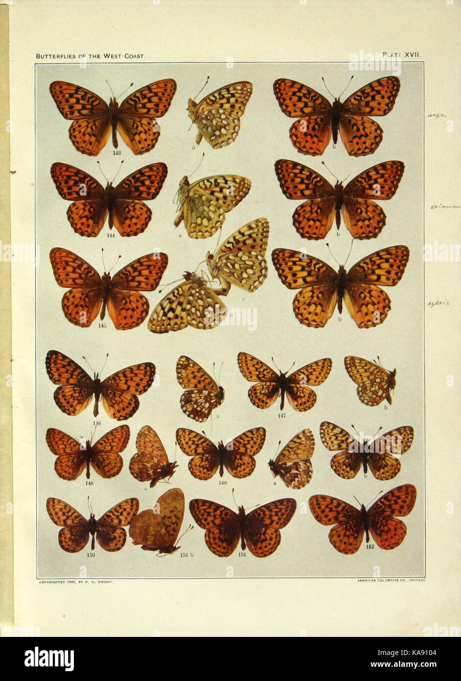 The butterflies of the west coast of the United States (Page Plate XVII ...