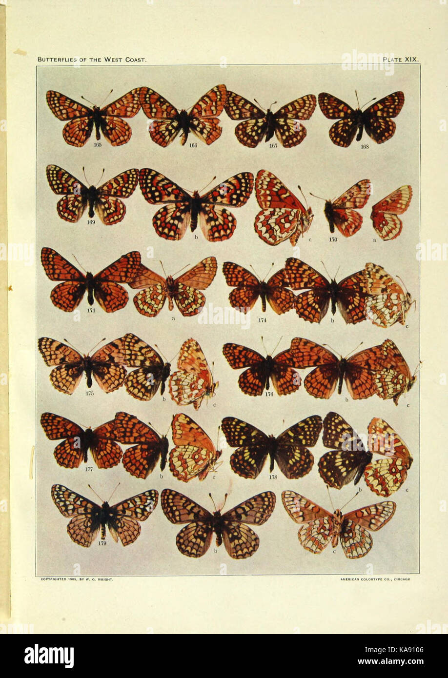 The butterflies of the west coast of the United States (Page Plate XIX ...
