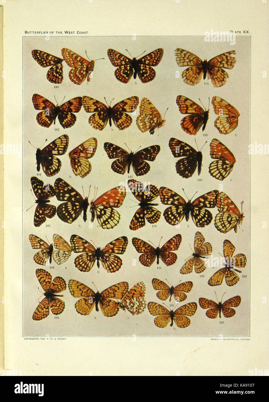 The butterflies of the west coast of the United States (Page Plate XX ...