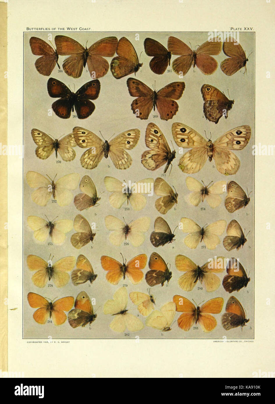 The butterflies of the west coast of the United States (Page Plate XXV ...