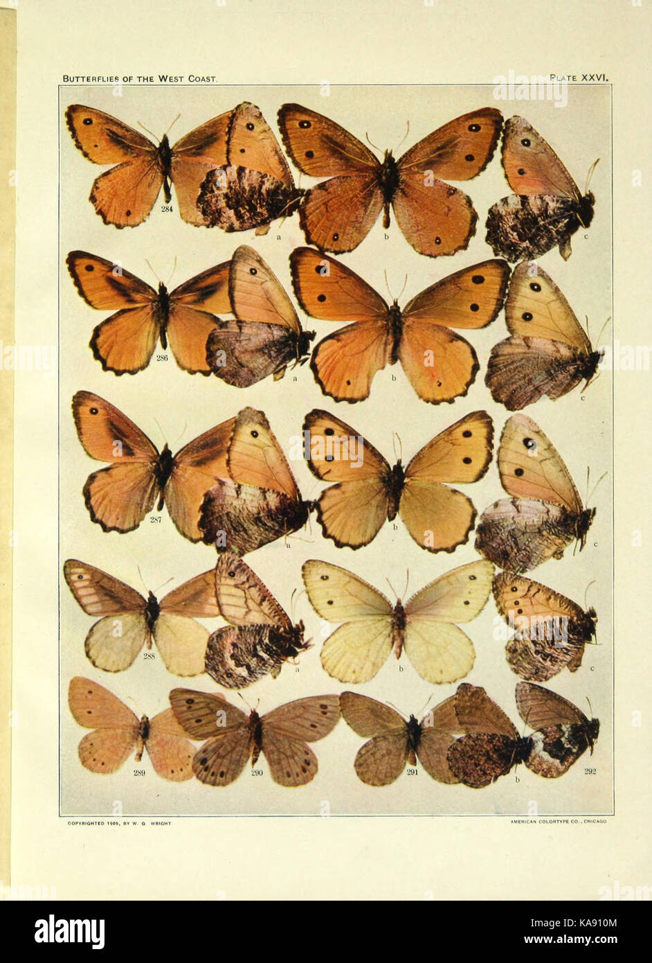 The butterflies of the west coast of the United States (Page Plate XXVI ...