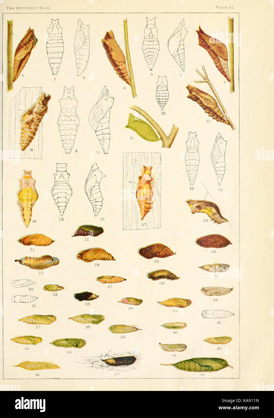 'The Butterfly Book' is an illustrated guide to butterflies, featuring ...