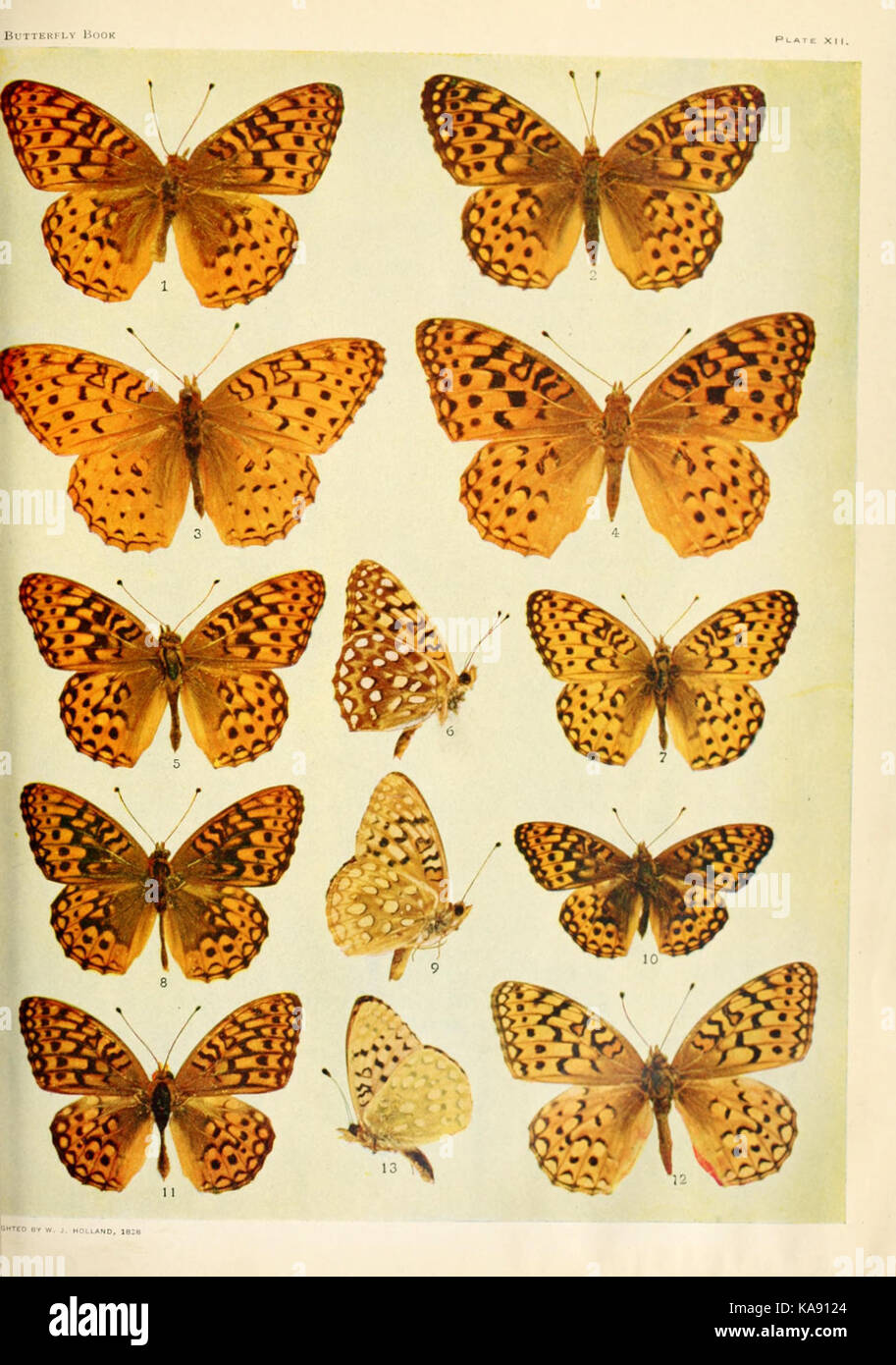 The butterfly book BHL4691400 Stock Photo - Alamy
