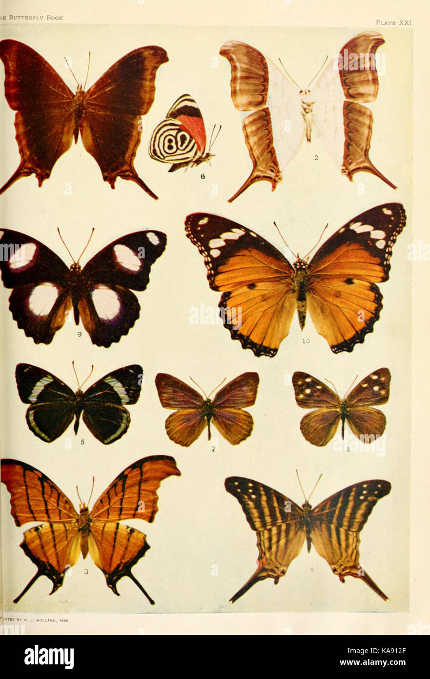 Species simply hi-res stock photography and images - Alamy
