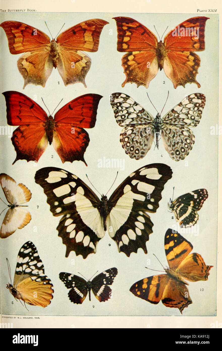 The butterfly book BHL4691532 Stock Photo - Alamy
