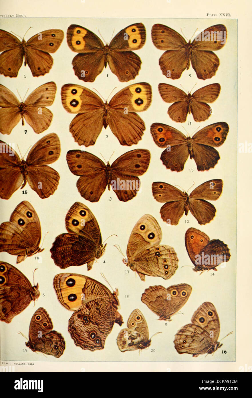 The butterfly book BHL4691558 Stock Photo - Alamy