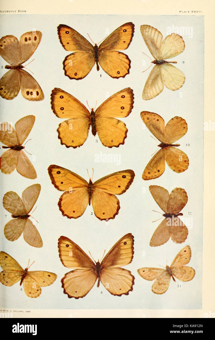 The butterfly book BHL4691568 Stock Photo - Alamy