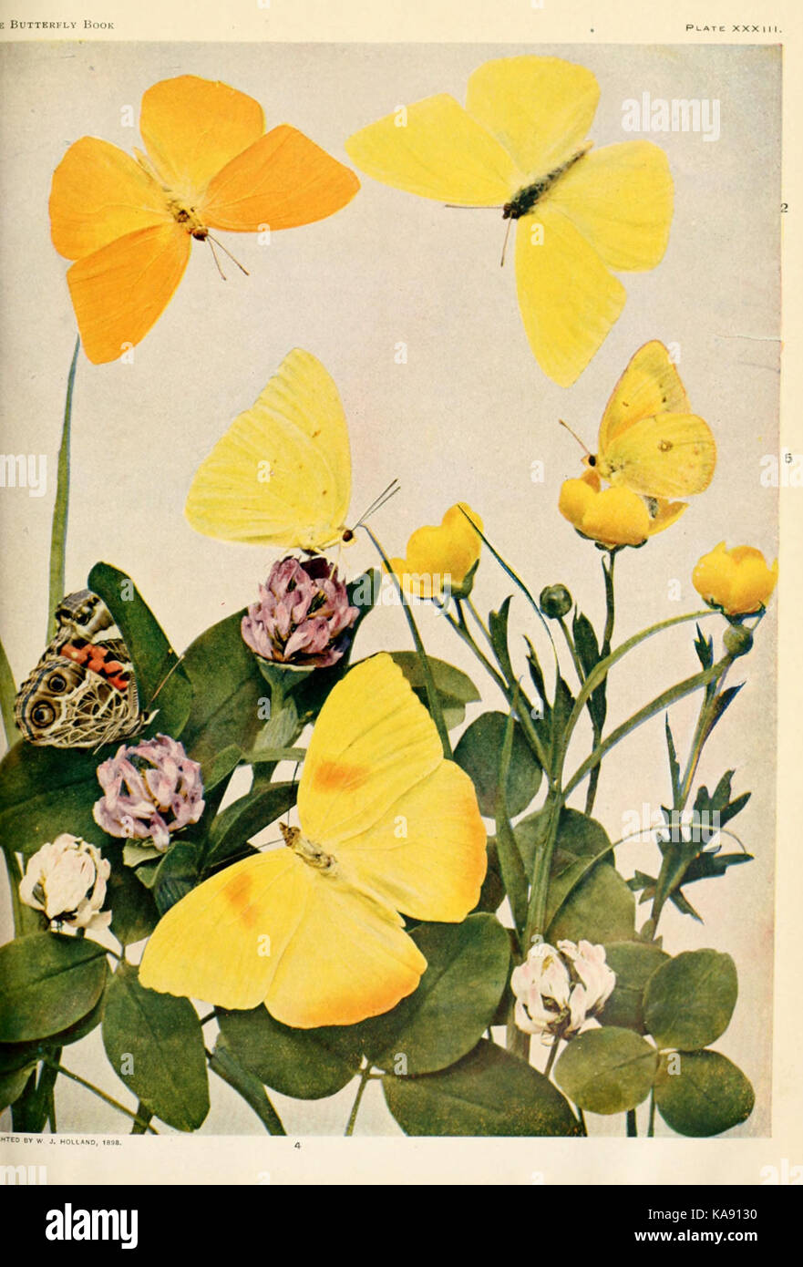 The butterfly book BHL4691644 Stock Photo - Alamy