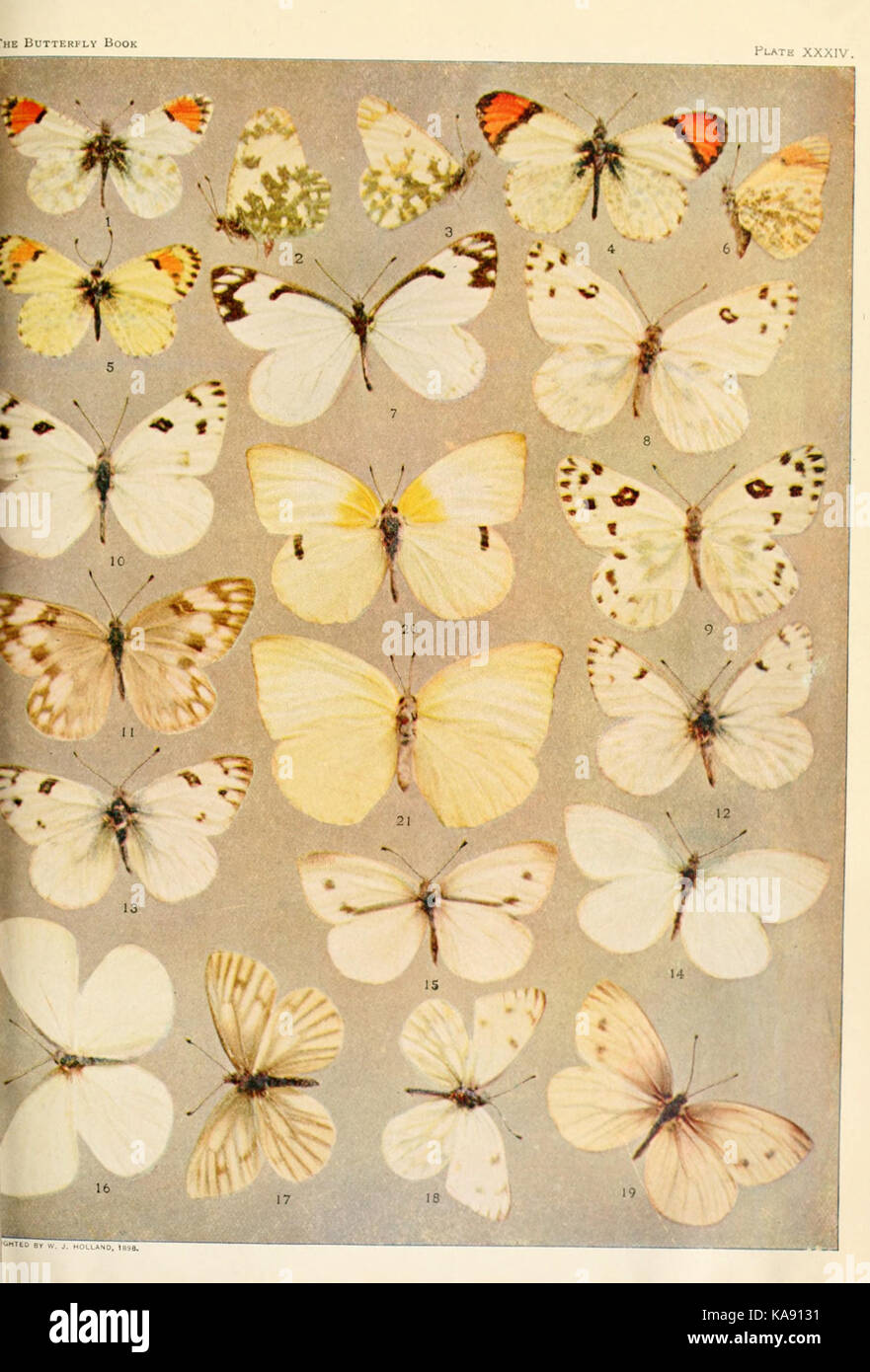 The butterfly book BHL4691656 Stock Photo - Alamy