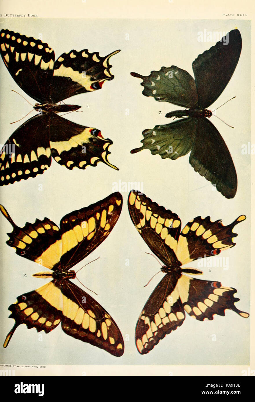 The butterfly book BHL4691724 Stock Photo - Alamy