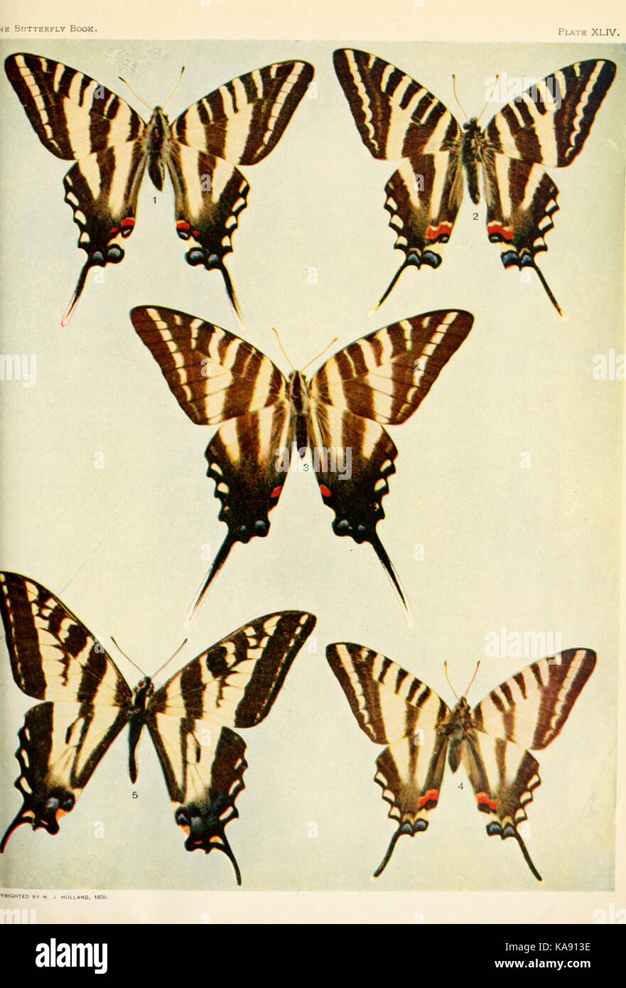 Butterfly reference hi-res stock photography and images - Alamy