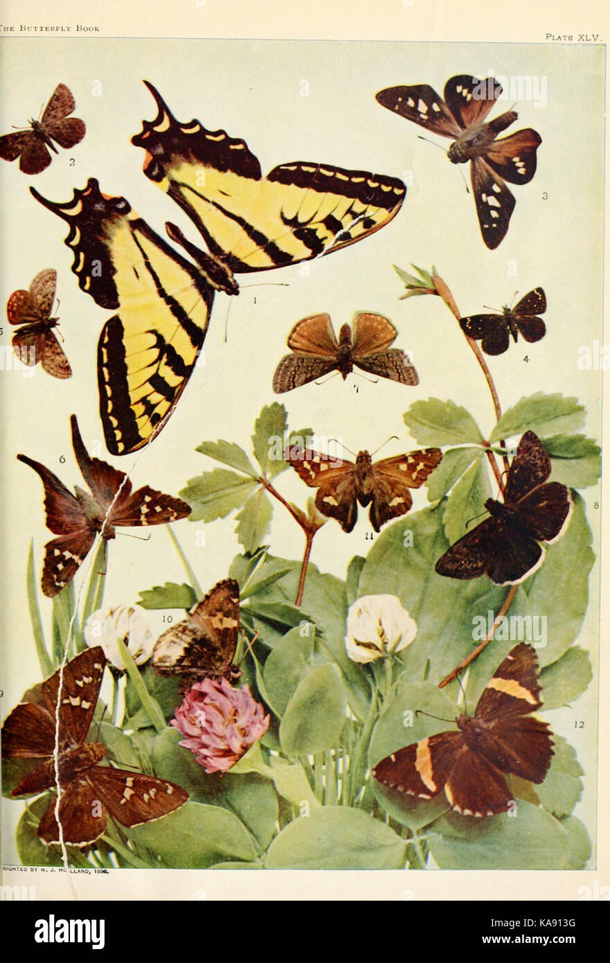 The butterfly book BHL4691750 Stock Photo - Alamy