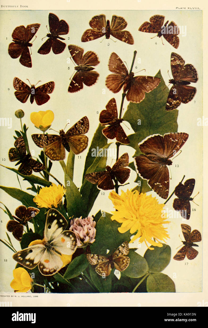 The butterfly book BHL4691792 Stock Photo - Alamy