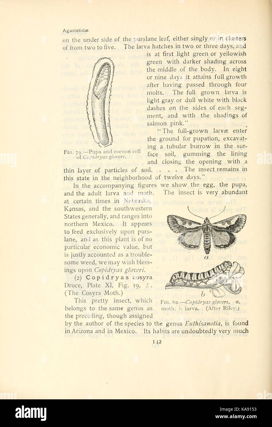 The butterfly book BHL4692047 Stock Photo - Alamy