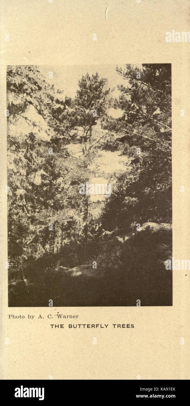 The butterfly trees BHL23618106 Stock Photo - Alamy