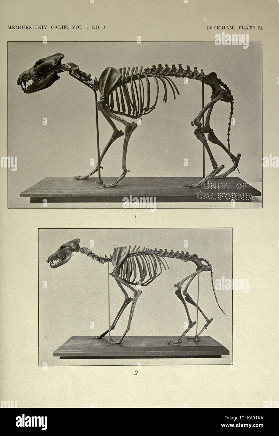 La brea tar pit fossils hi-res stock photography and images - Alamy