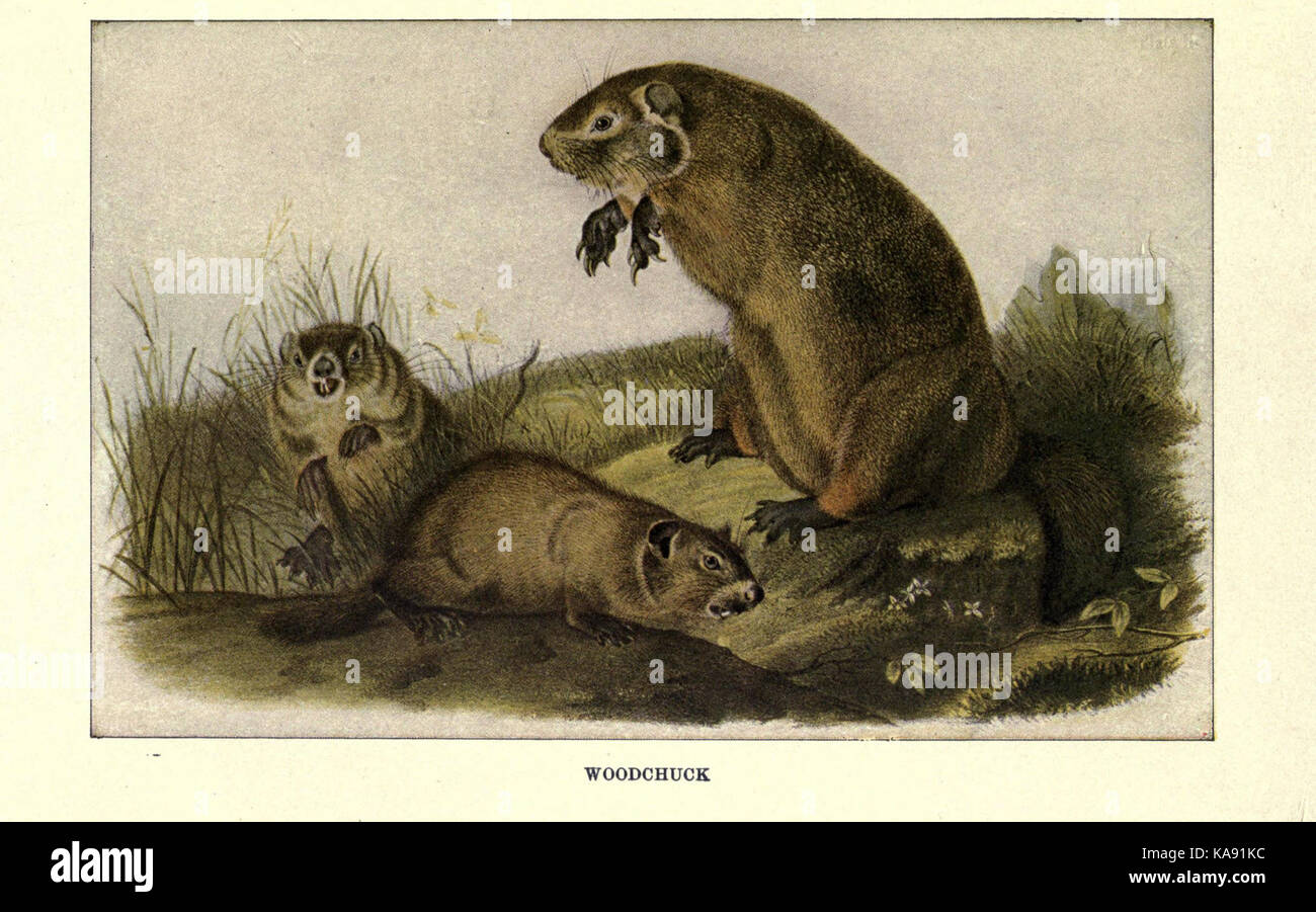 'Squirrels and Other Fur Bearers' is an educational illustration from a ...