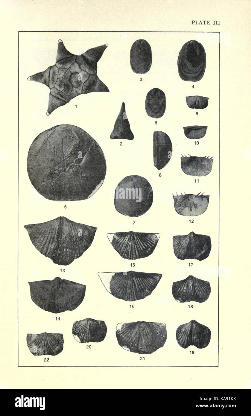 A page from the scientific text discussing the fauna of the Pottsville ...