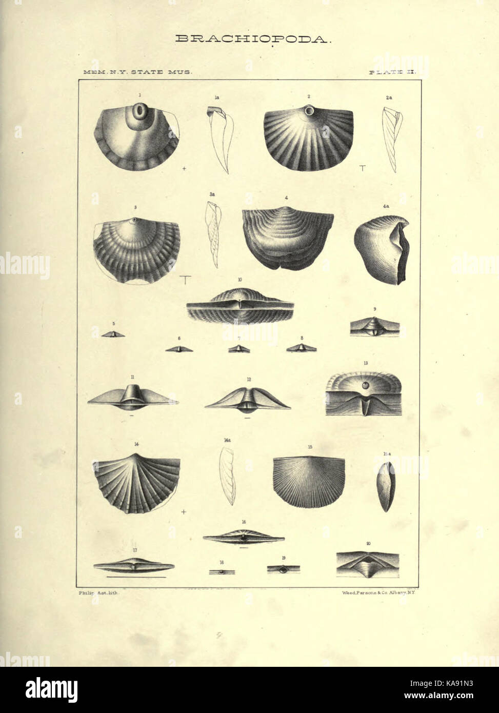 The development of some Silurian Brachiopoda BHL20285739 Stock Photo ...