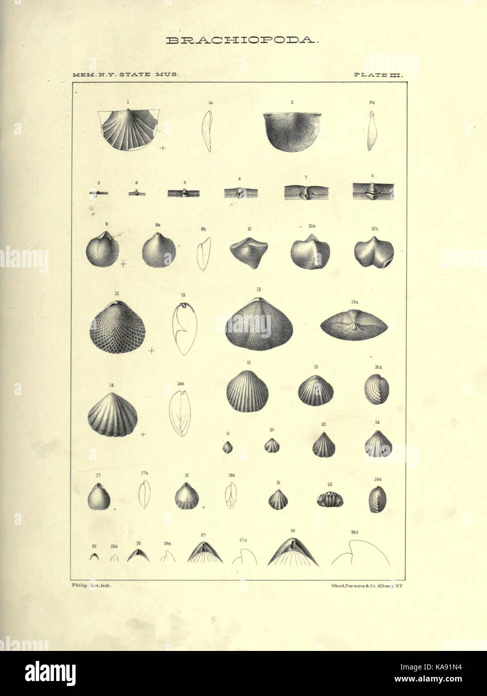 Brachiopoda hi-res stock photography and images - Alamy