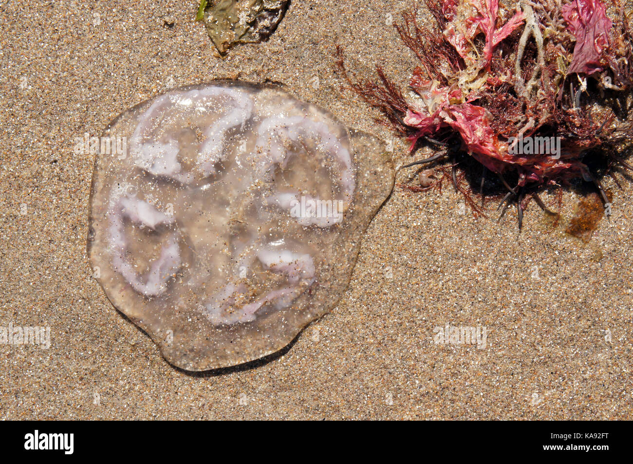 Jellyfish on the sand of Norway on North Sea shore Stock Photo - Alamy