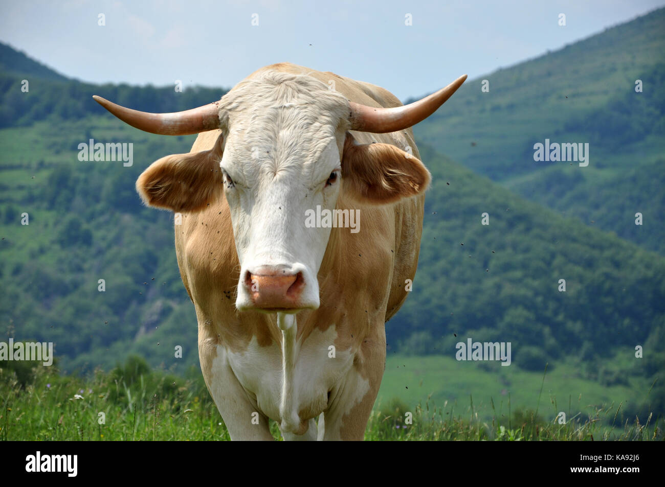 Cow on a meadow Stock Photo - Alamy