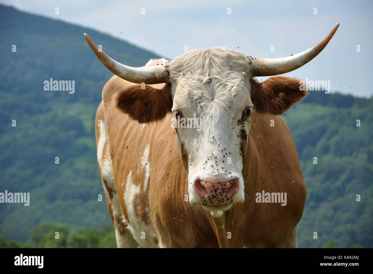 Cow on a meadow Stock Photo - Alamy