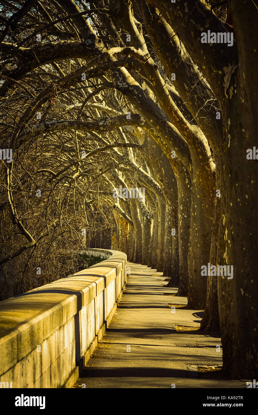 Tree leaves foliage rome hi-res stock photography and images - Alamy