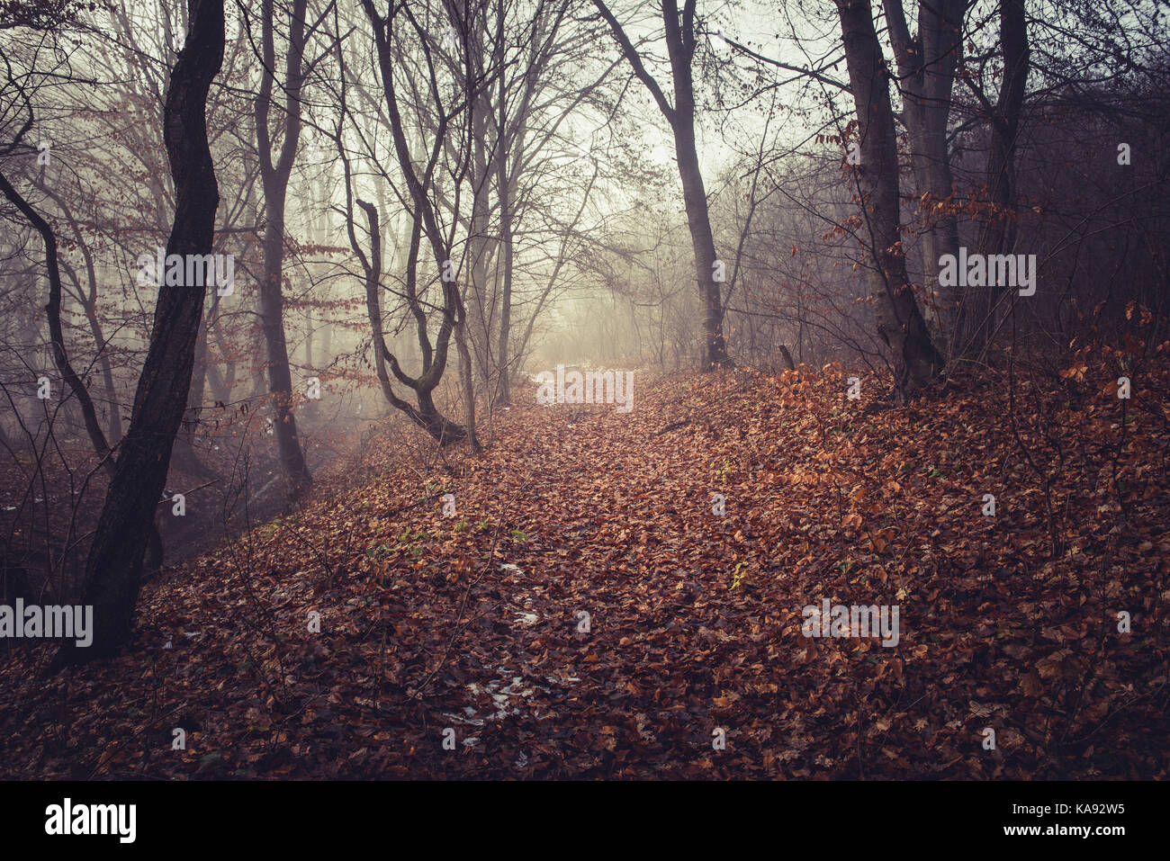Dark forest in a misty autumn morning Stock Photo - Alamy