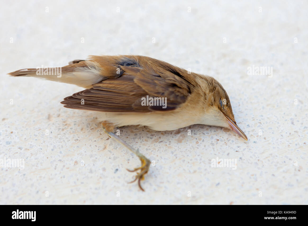 Dead small brown bird in the street Stock Photo - Alamy