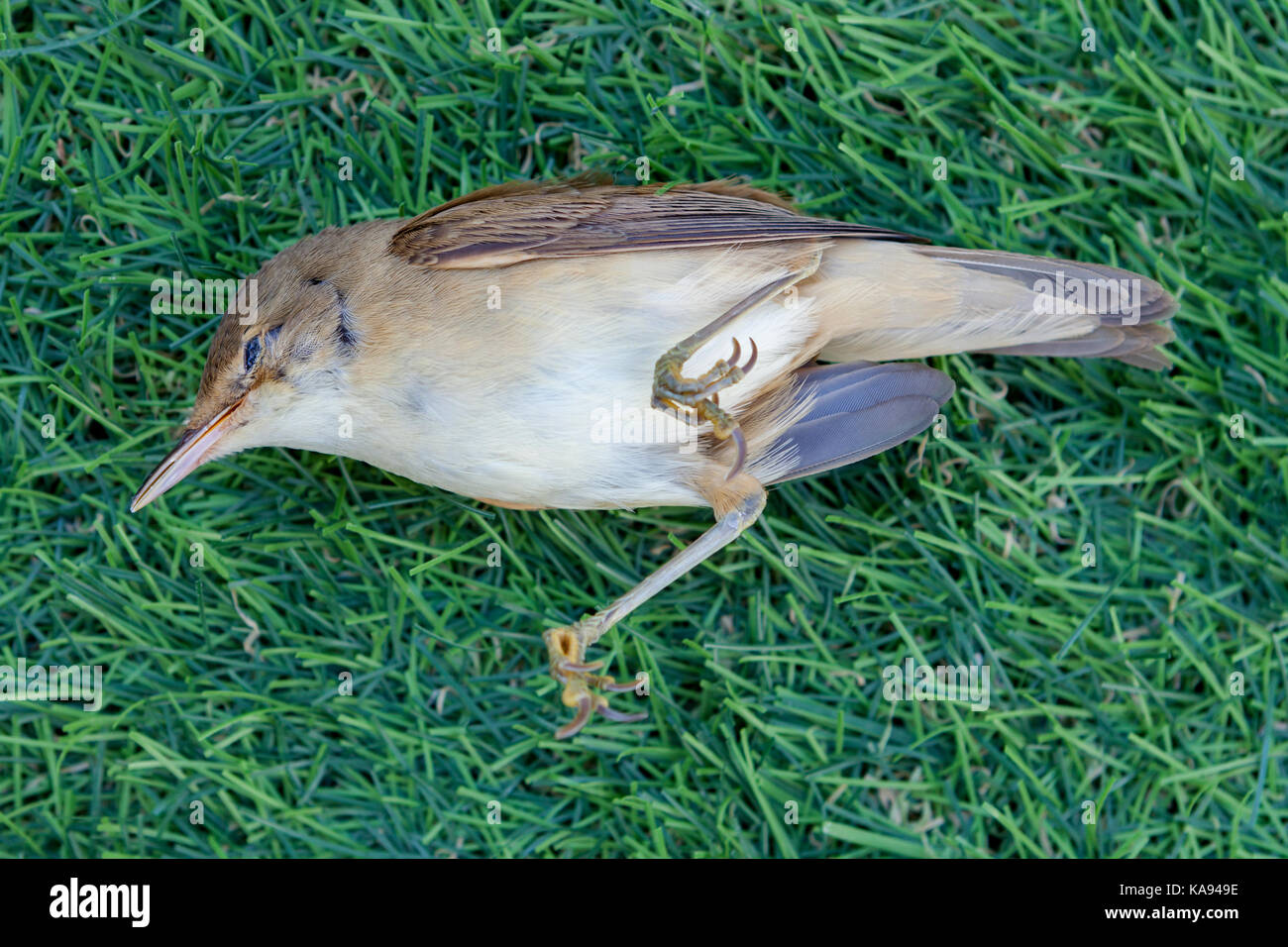 Dead small brown bird on the grass Stock Photo - Alamy