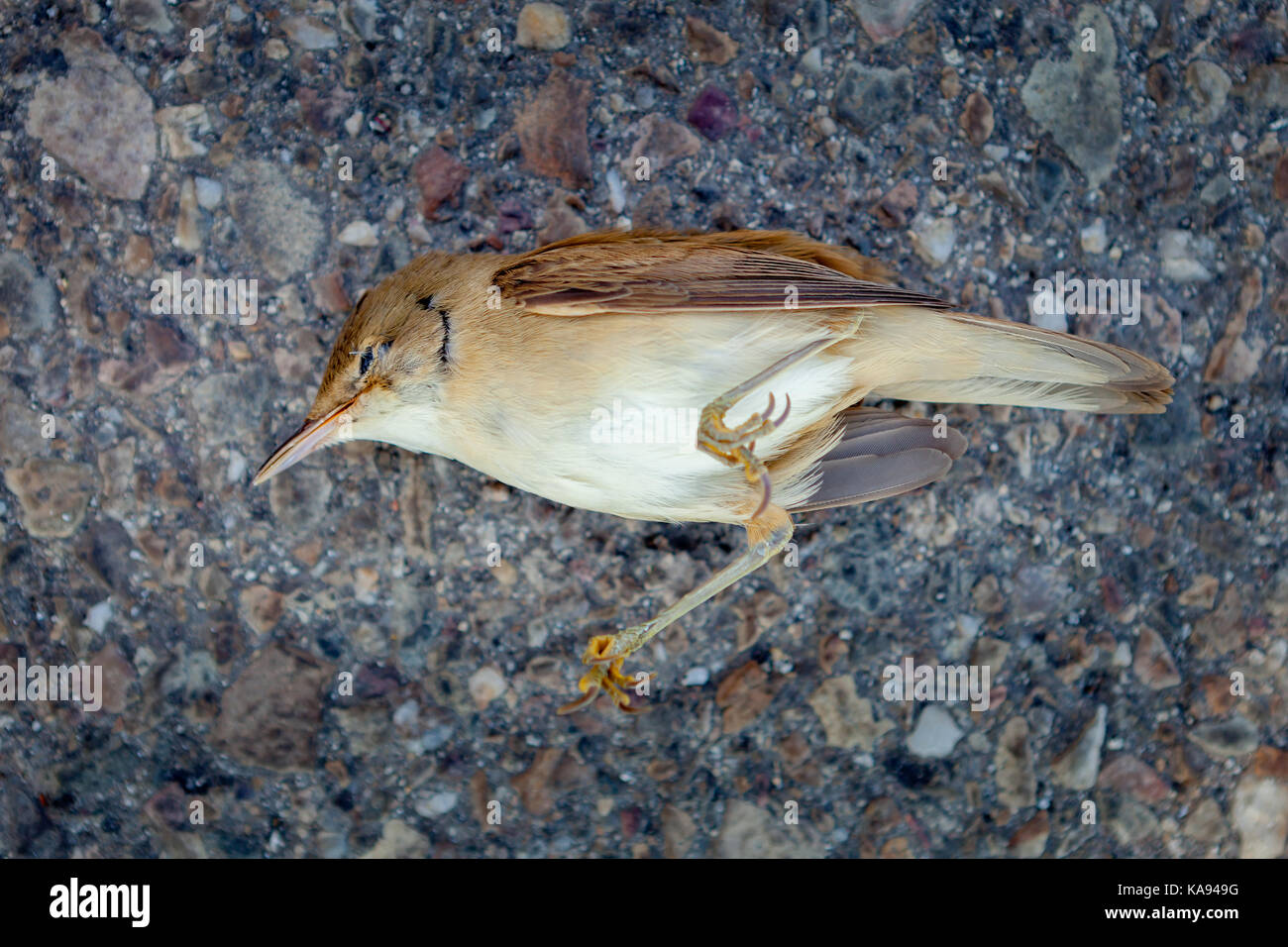 Dead small brown bird in the street Stock Photo - Alamy