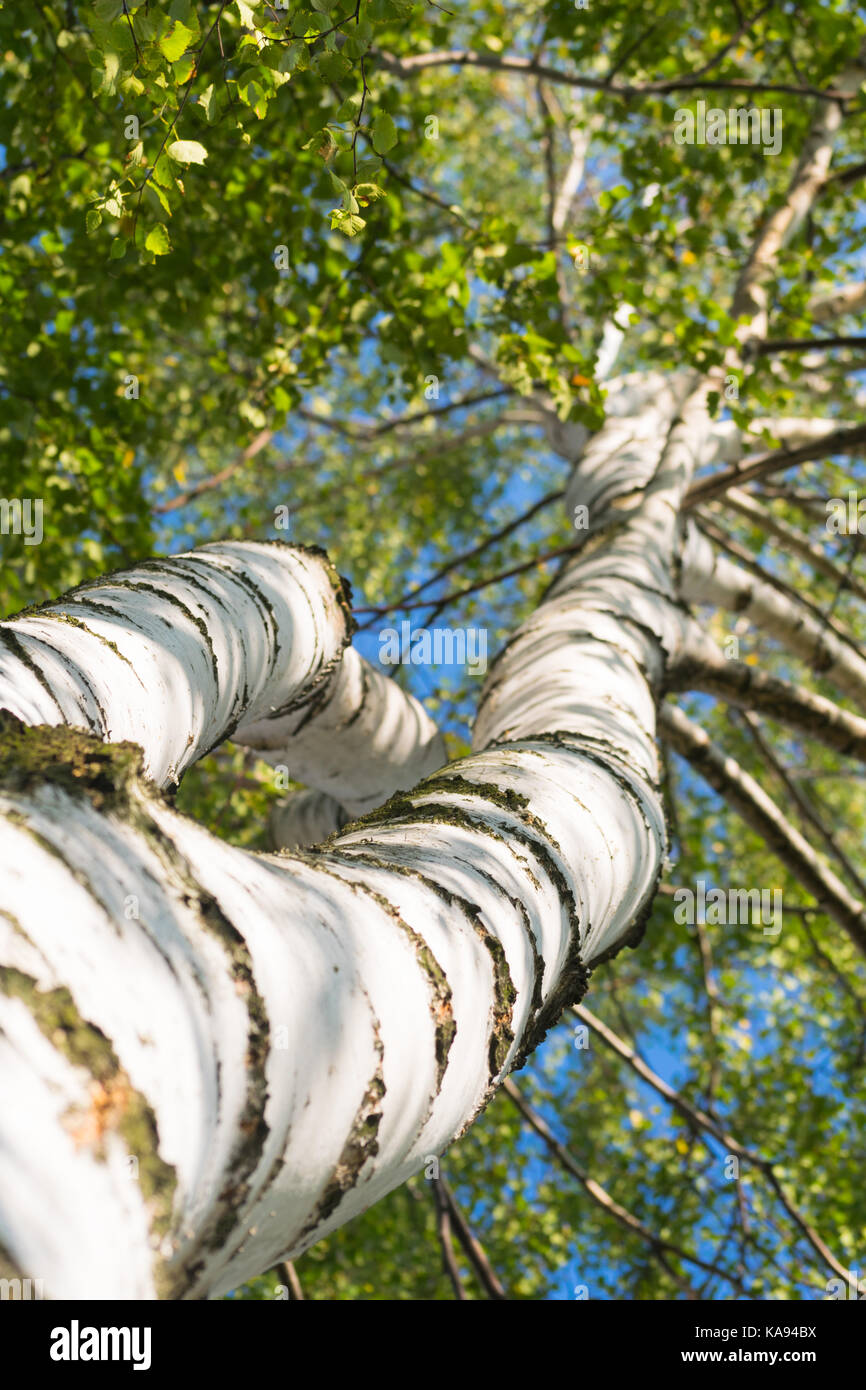 Natura 2000 Głębowice, Poland, Europe. Birch tree trunks and fresh ...